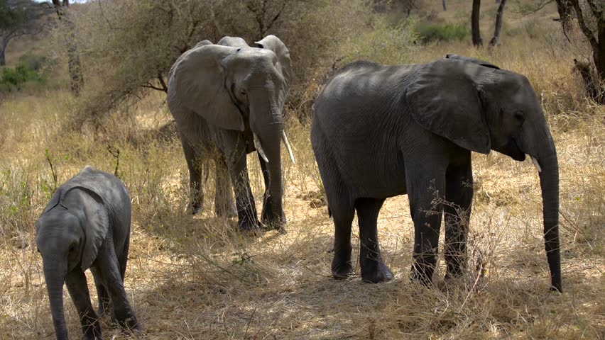 4K - African Elephant - Slow Motion Close Up, Flapping Ears And ...