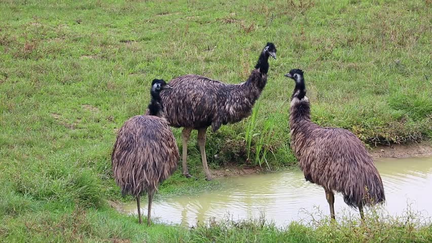 Group of Emu Birds in Stock Footage Video (100% Royalty-free) 19783033 ...