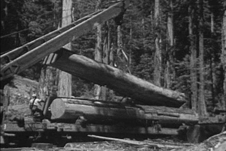 Logging The Giant Redwood Trees Of California In The 1940s Requires ...