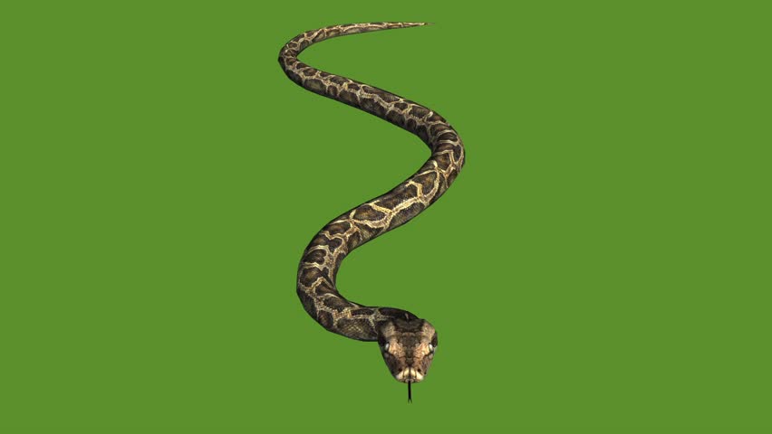 Snake - Python Crawl On The Ground - Animal Green Screen Video Footage ...