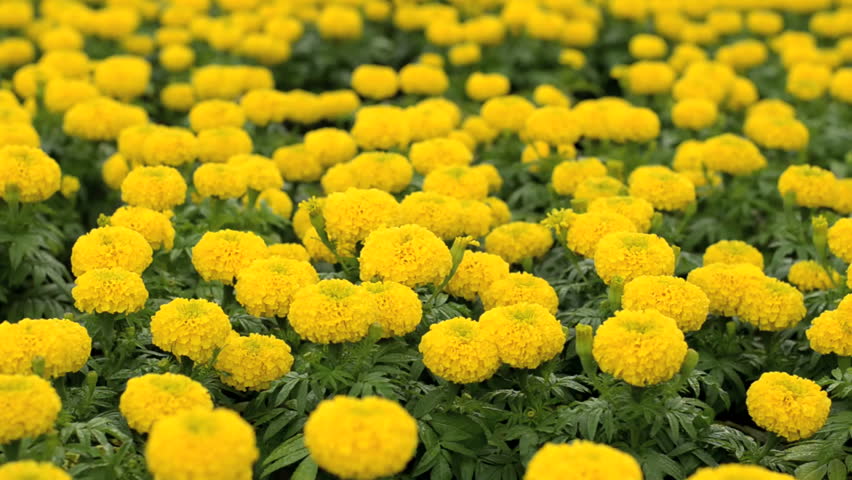 Marigold Flower Field Close up Stock Footage Video (100% Royalty-free ...