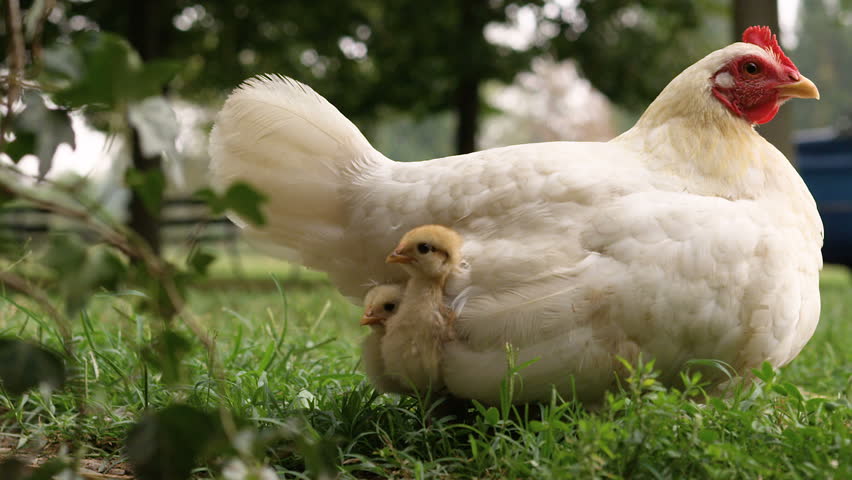 Brooding Hen Covering Chicks Under Stock Footage Video (100% Royalty ...