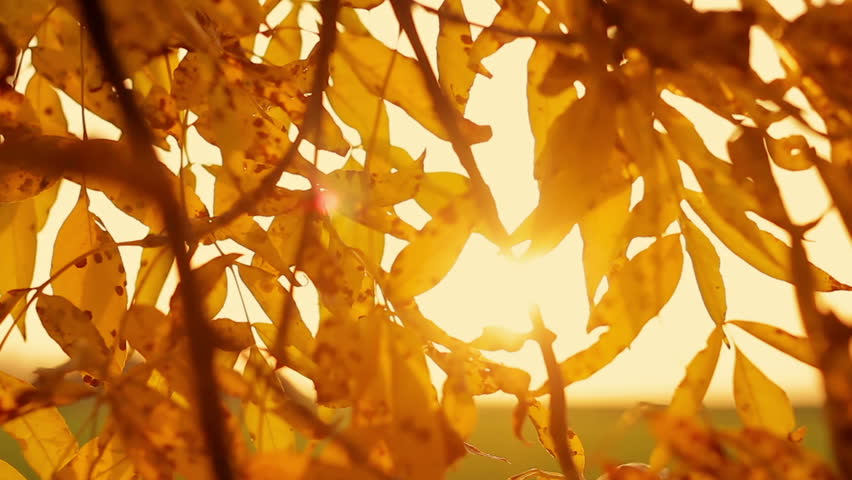 Sun Shining Through Fall Leaves Blowing In Breeze, Going Out Of Focus ...