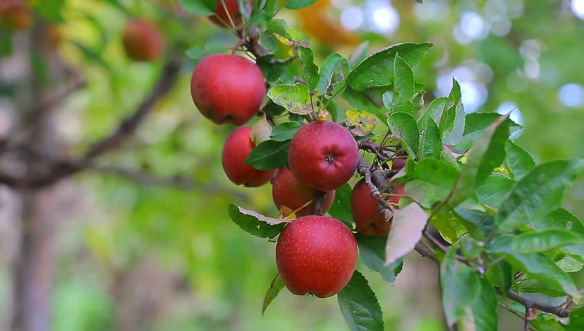 Static Shot: Close Up Of Apples In A Tree. Apples Trees Of Marpha ...
