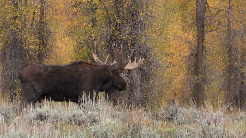Bull Moose in Rut Stock Footage Video (100% Royalty-free) 20590363 ...
