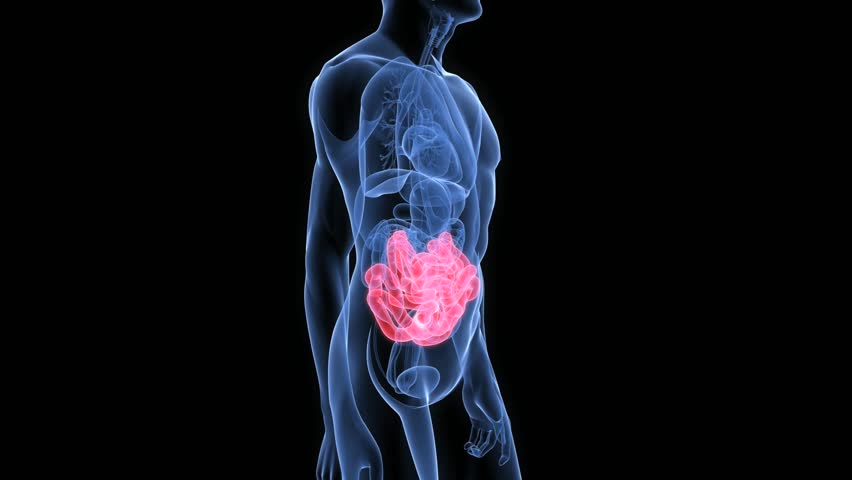 Highlighted Small Intestine Stock Footage Video (100% Royalty-free ...