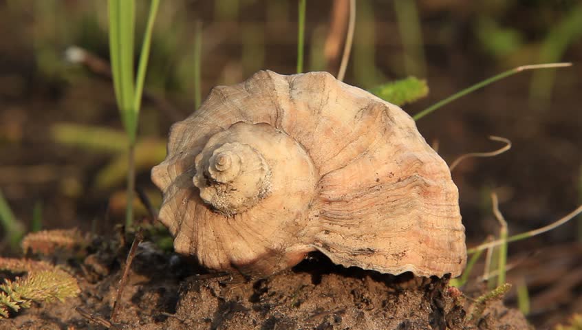 An Ant Explores a Seashell Stock Footage Video (100% Royalty-free ...