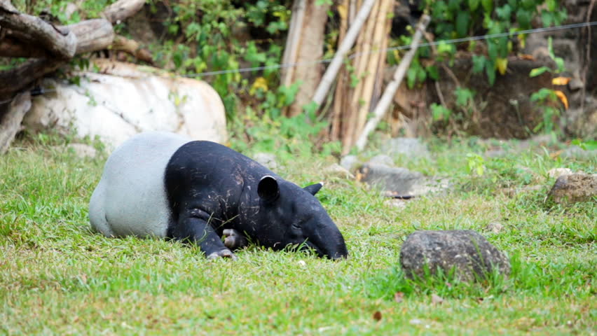 Malayan Tapir (Tapirus Indicus), Also Called The Asian Tapir, Is The ...