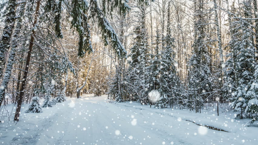 Falling Snow in the Winter Stock Footage Video (100% Royalty-free ...