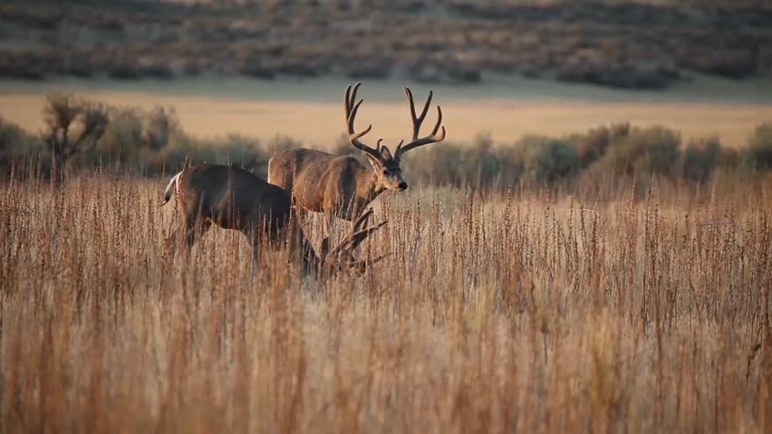 Worlds Biggest Mule Deer Buck