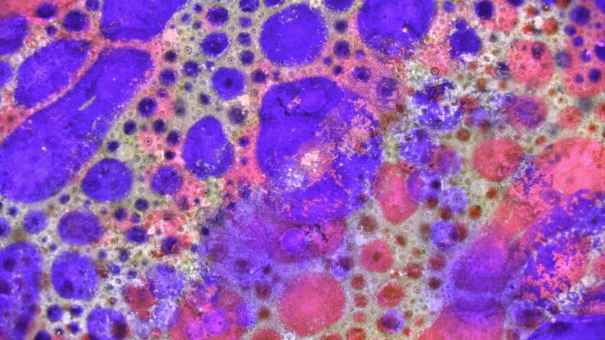 Fish Blood Cell Under A Microscope (Blood Smear Fish), Full HD Stock ...
