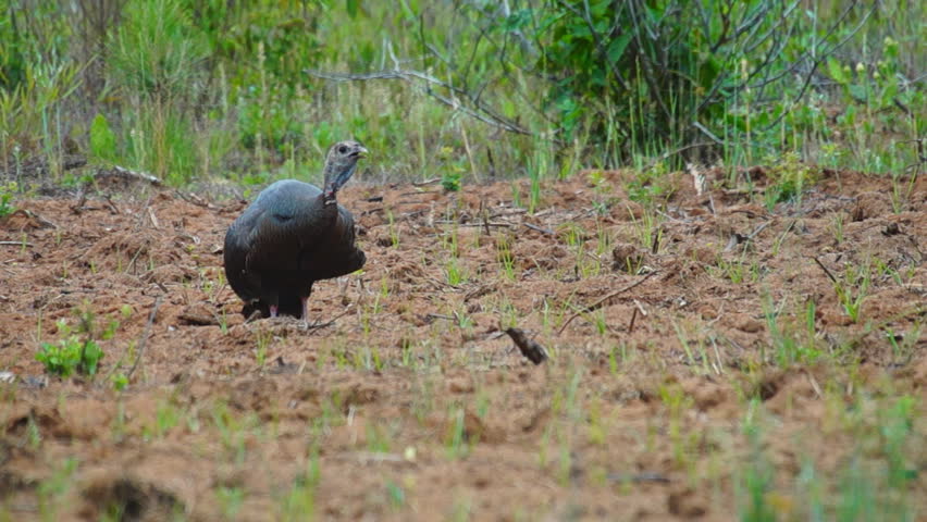 Wild Turkey Feeding Behavior Stock Footage Video (100% Royalty-free ...