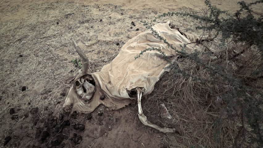 Cow Corpse Or Carcass In The Desert - Africa Stockowy materiał wideo ...