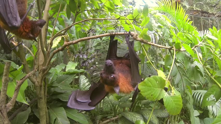 Golden-headed Lion Tamarin Jumping Of Plateau And Moving Fast Over ...