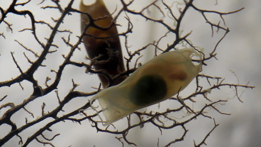 Stock video of eggs and embryo of dogfish in | 2281313 | Shutterstock