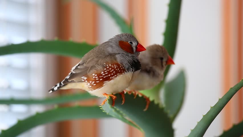 Stock Video Clip of zebra finch, famely pets. | Shutterstock