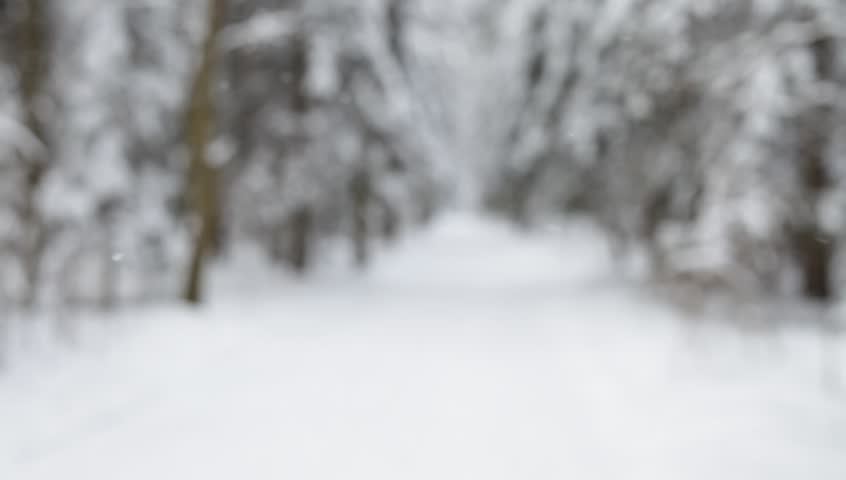 Snowfall In Winter Forest, Blurry Background Stock Footage Video ...