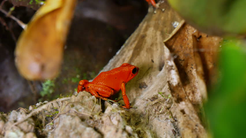 Red Arrow poison dart frog image - Free stock photo - Public Domain ...