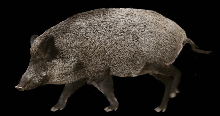 Wild Boar Gallop Runs. Animation Is Cyclic And Isolated. Alpha Channel ...