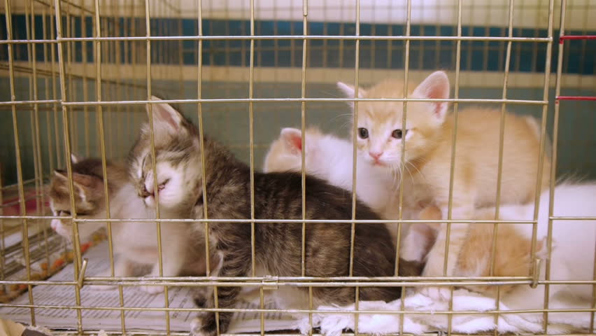 Cute Kittens in Shelter Cage Stock Footage Video (100% Royalty-free ...