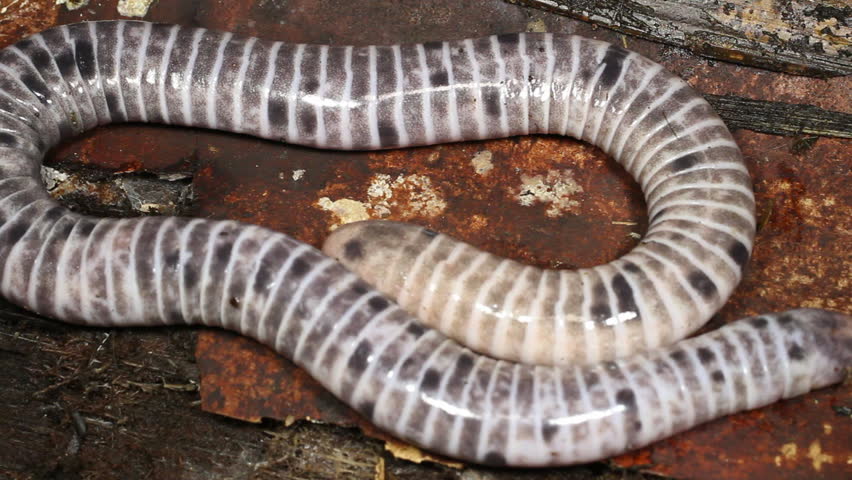Ringed Caecilian (siphonops Annulatus) in Stock Footage Video (100% ...