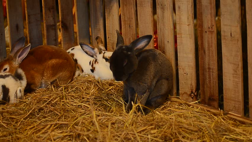 Rabbits Stock Footage Video (100% Royalty-free) 23422063 | Shutterstock