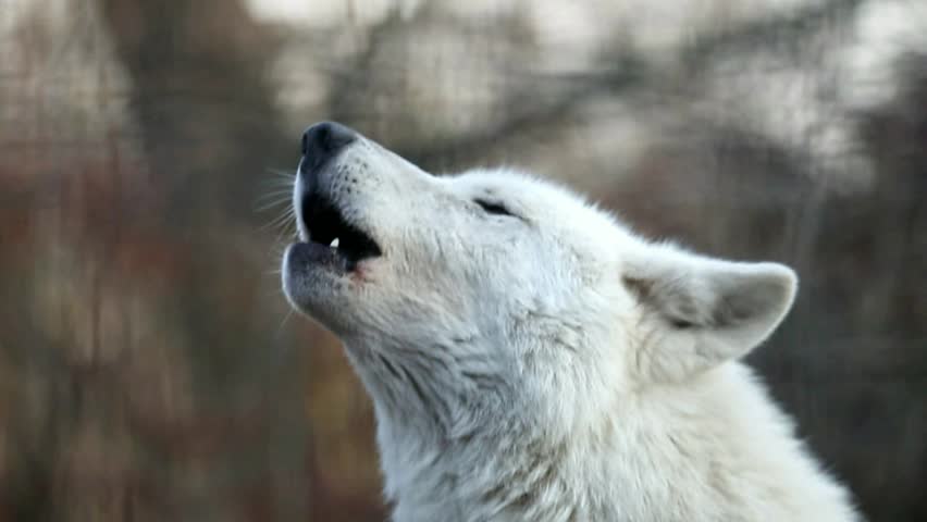 Howling White Wolf Stock Footage Video (100% Royalty-free) 23466313 ...