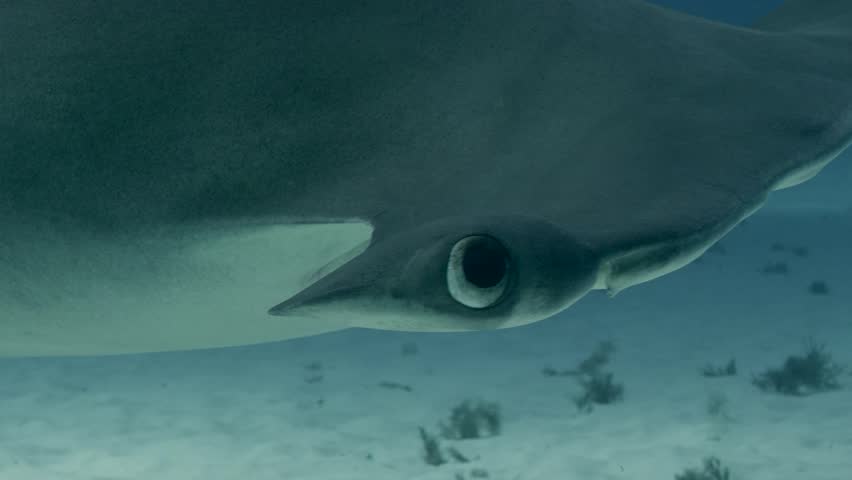 Great Hammerhead Swims Towards The Camera, Nictitating Membrane Closes ...
