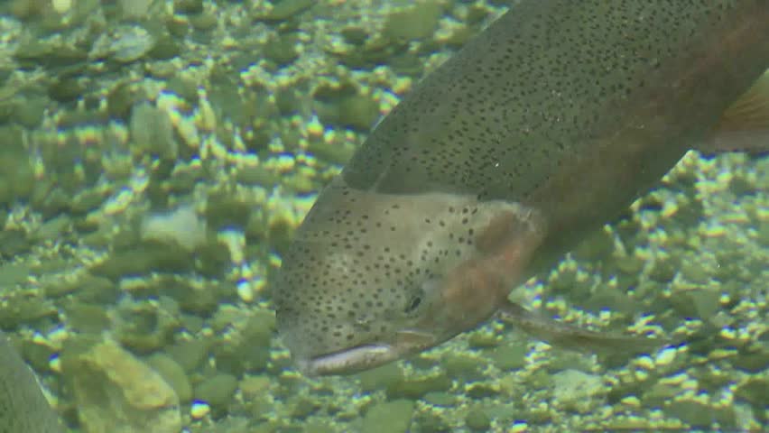 Close Up Of Brown Trout Underwater At A Trout Breeding Hatchery In ...
