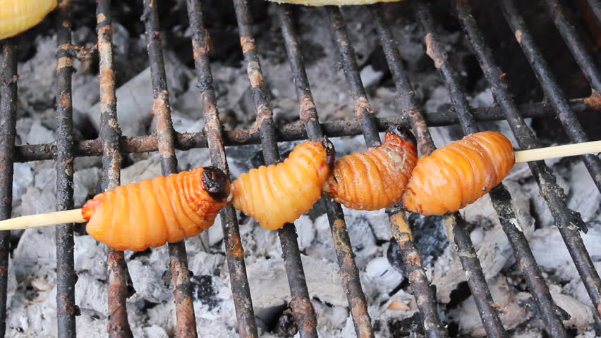 Edible Palm Weevil Larvae (Rhynchophorus Phoenicis) Videos de metraje ...