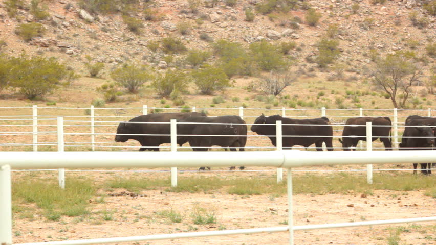 Cattle Walking Into Corral 3 Stock Footage Video (100% Royalty-free ...