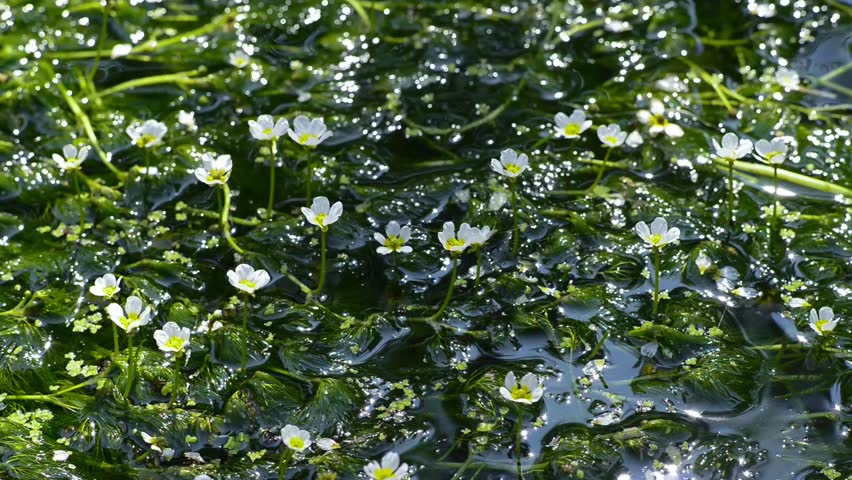 River with the Ranunculus Aquatilis Stock Footage Video (100% Royalty ...