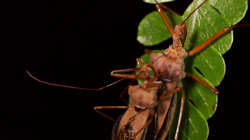 Assassin Bugs Mating. in Tropical Stock Footage Video (100% Royalty ...