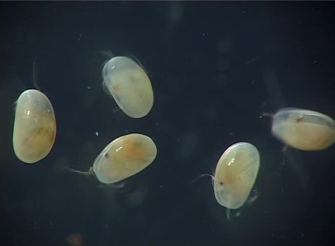 Ostracods, Or Ostracodes, Are A Class Of The Crustacea (class Ostracoda ...