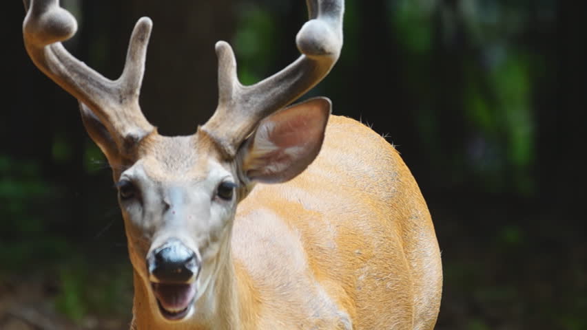 Closeup Animation Of Reindeer - Two Year Old White Tailed Buck On Green ...