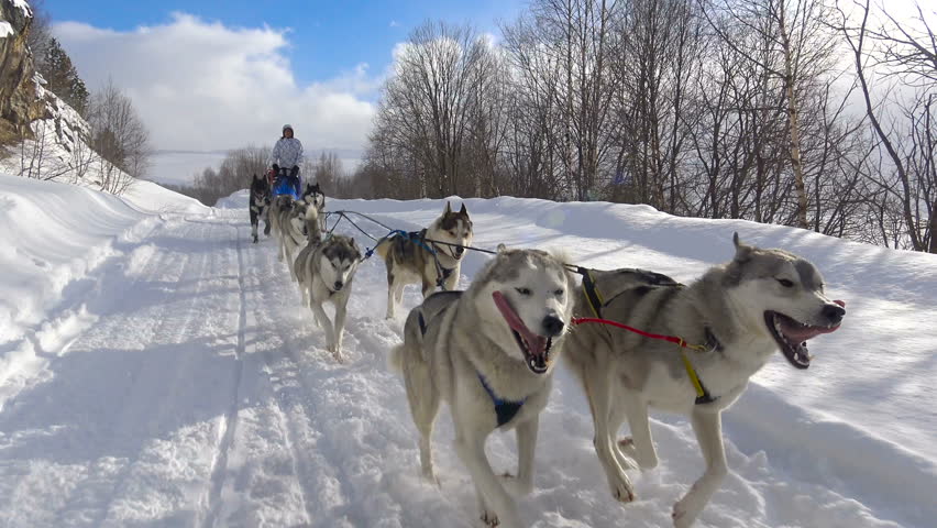Dog Sledding Stock Video Footage - 4K and HD Video Clips | Shutterstock
