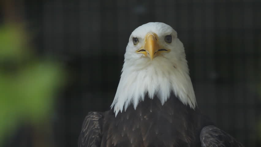Bald Eagle in Cage. Closeup Stock Footage Video (100% Royalty-free ...