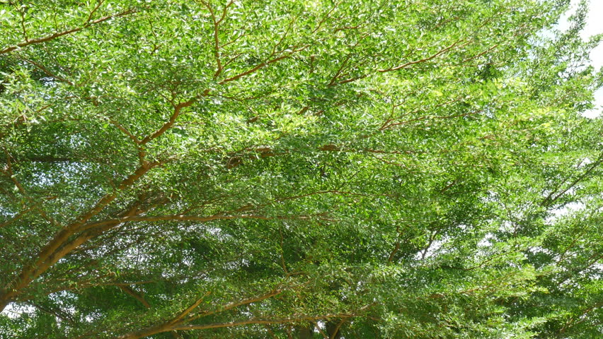Blossoming Acacia Tree, Top View Stock Footage Video 29180314 ...