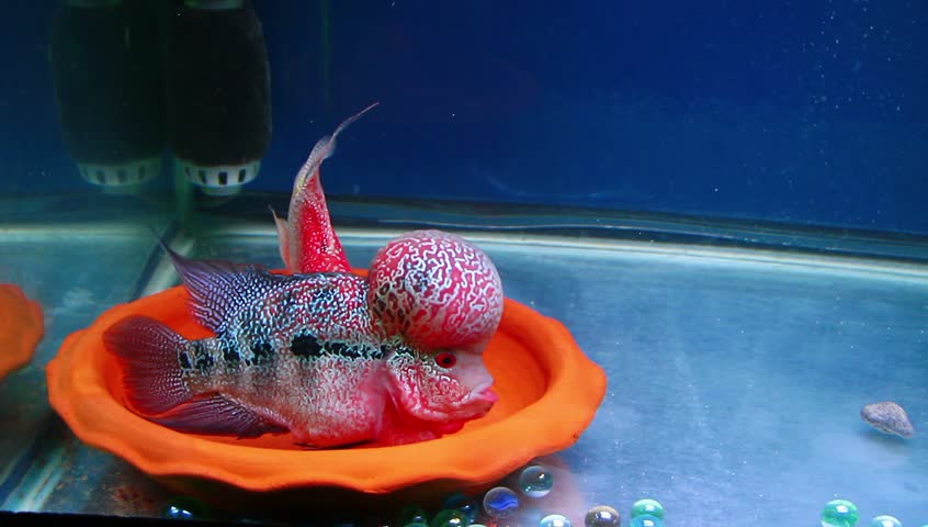 Flowerhorn Breeding Information