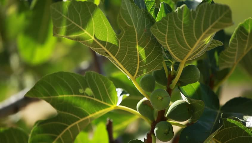 Fig Tree Wallpaper