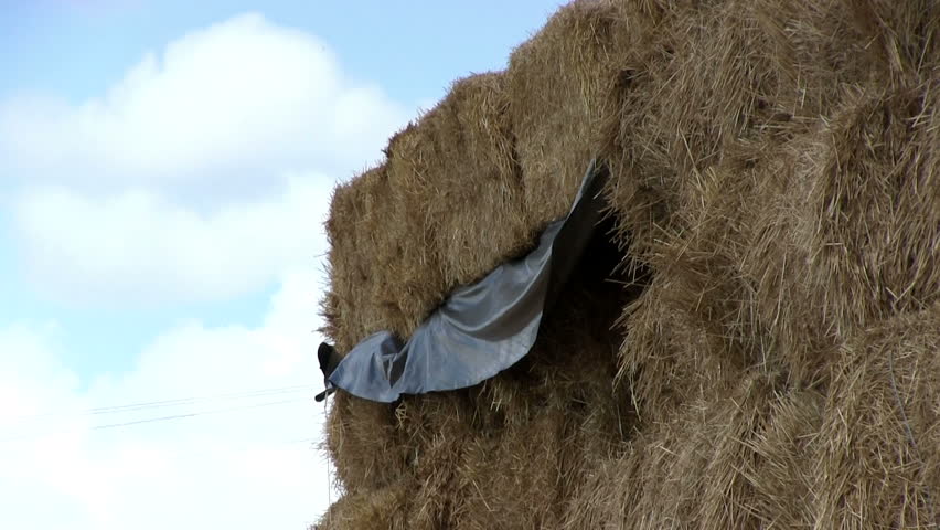 Closeup Of Hay Field Rocking In The Wind With Clouds In The Background ...