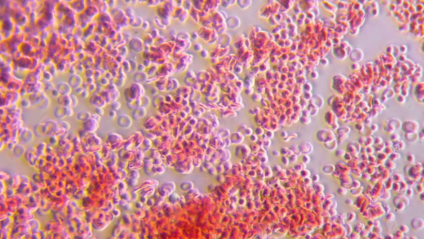 Human Blood 400x Microscope View Stock Footage Video (100% Royalty-free ...
