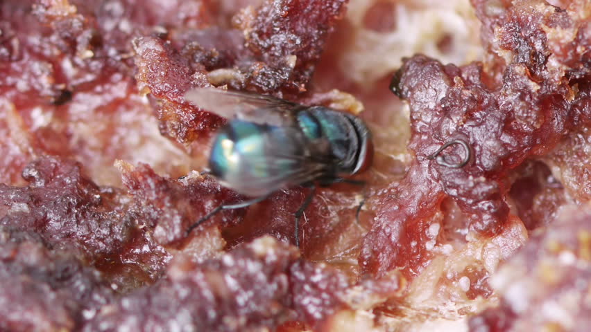 Stock video of putrid meat with blow fly hd. | 2586053 | Shutterstock