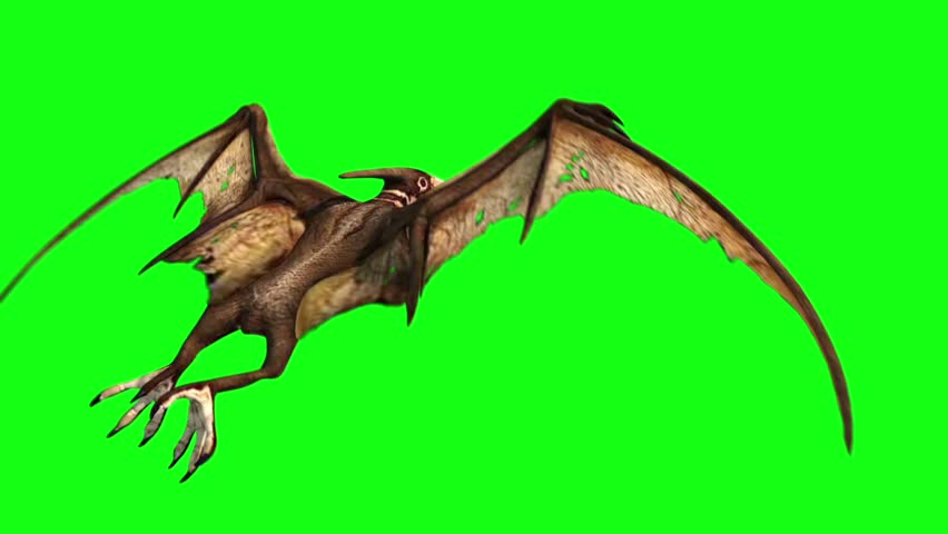 Pteranodon Dinosaurs Fly Back Green Stock Footage Video (100% Royalty ...