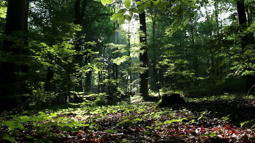 Forest Stock Footage Video | Shutterstock
