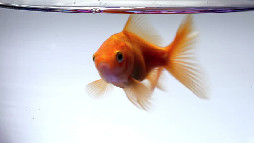 Surprised Fish image - Free stock photo - Public Domain photo - CC0 Images