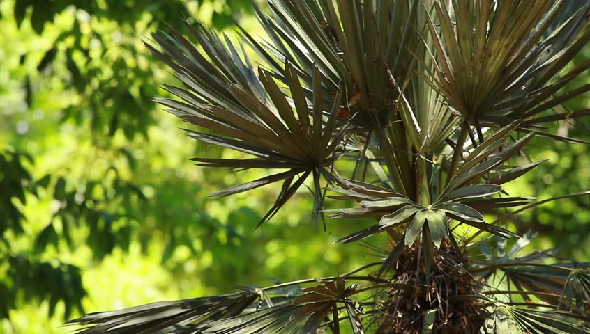 Green Pain Tree Leaves in Stock Footage Video (100% Royalty-free ...