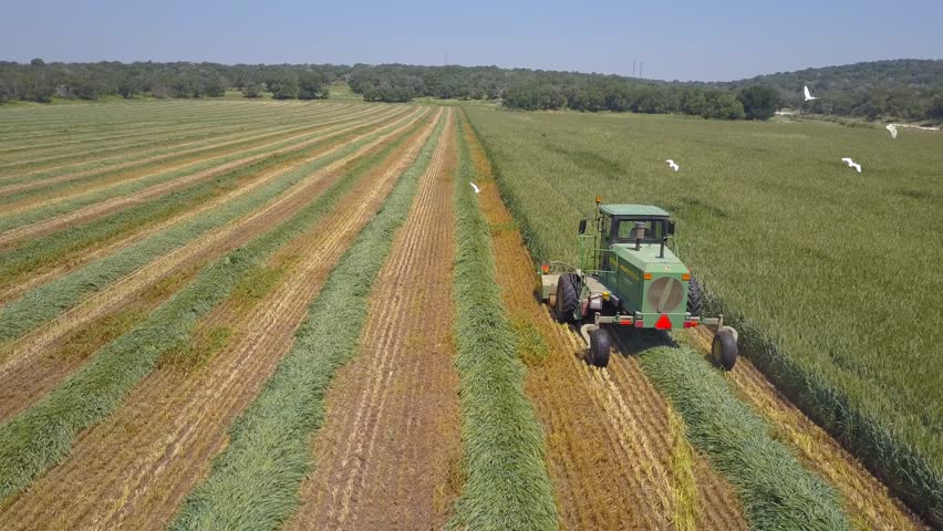 Aerial View Of Vast Cornfields And A Tractor Harvesting Corn On A Large ...