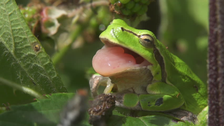 Stock Video Clip of European tree frog trying to catch a | Shutterstock