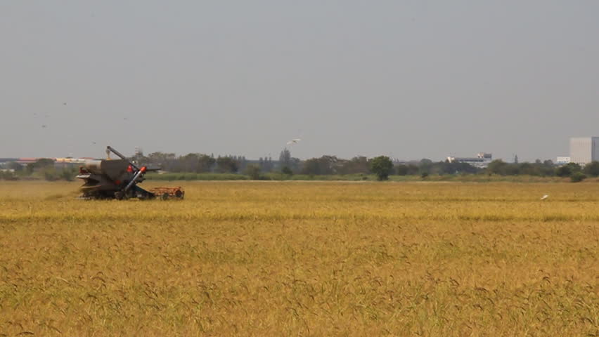 Rice Harvesting with Combine Harvester, Stock Footage Video (100% ...